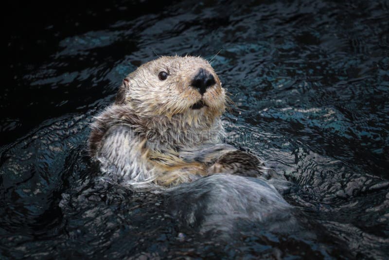 Sea Otter Posing in the Water Stock Image - Image of brown, cute: 255621523
