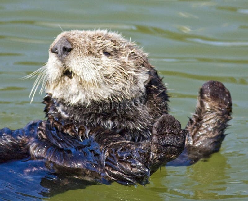716 Sea Otter Head Stock Photos - Free & Royalty-Free Stock Photos from ...