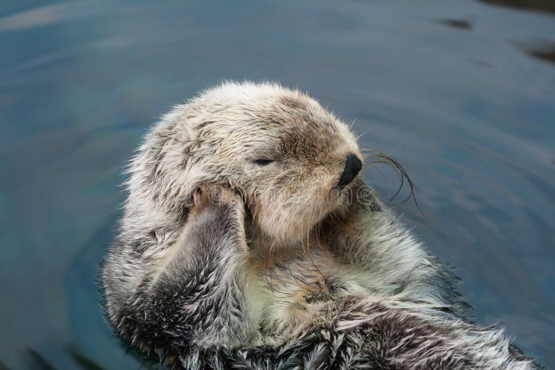 White sea otter stock photo. Image of ocean, brown, portrait - 12499488