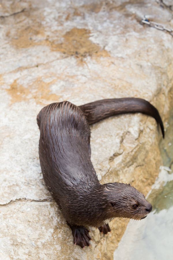 Sea Otter Wet from Swimming Stock Photo - Image of otter, safari: 66954716