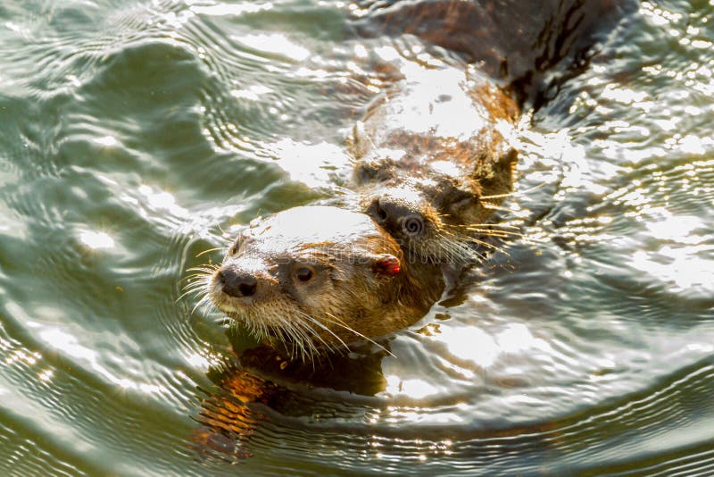 Sea Otter Mother With Baby In Kelp, Big Sur, California Stock Image ...