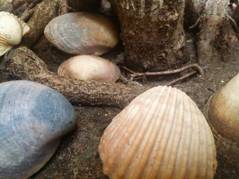 Sea ouster stock photo. Image of tree, amazing, sand - 123165406