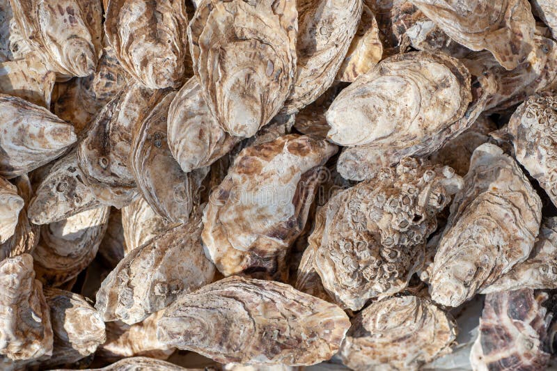 Sea Oysters Shell Texture. Seafood Stock Photo - Image of nature ...