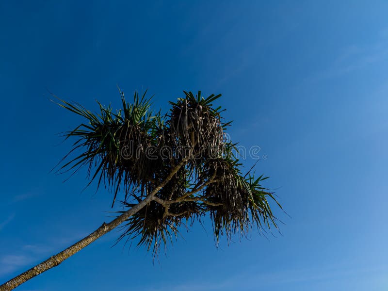Sea Pandan Tree on the Beach at Noon Stock Image - Image of growth ...