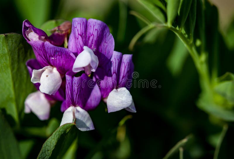 Sea-pea stock image. Image of landscape, shingle, seapea - 97752935