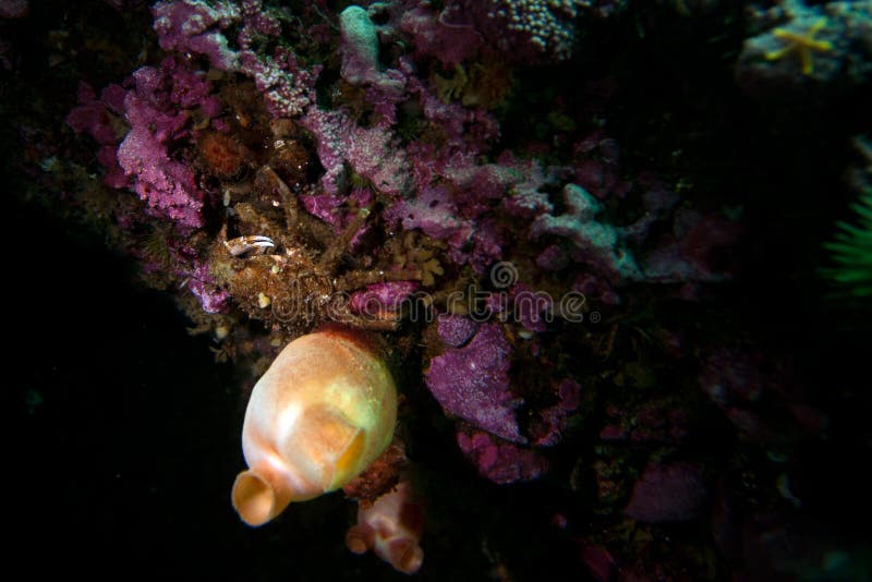 Sea peach stock image. Image of purple, northern, coral - 14942699
