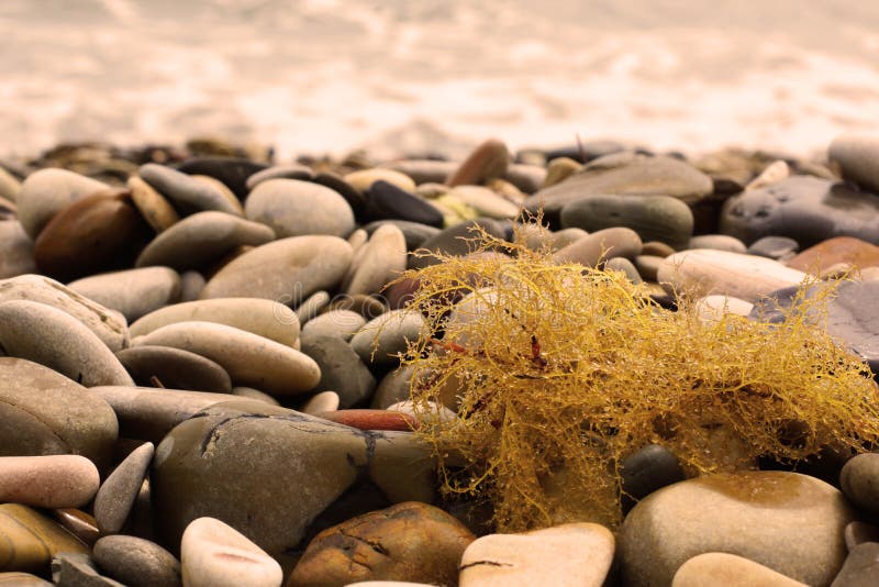 Sea Pebbles and Algae by the Sea Stock Photo - Image of green, algae ...