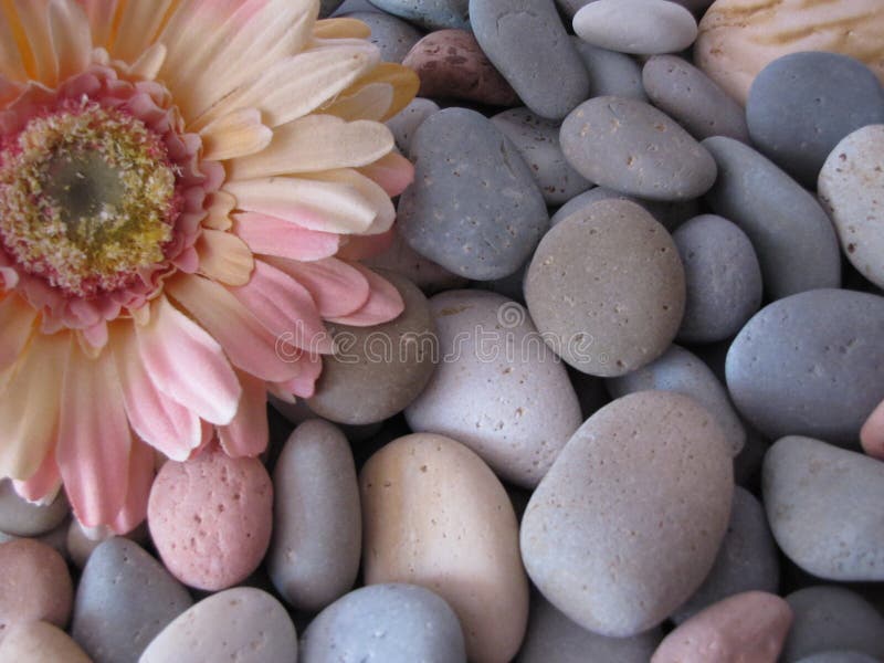 Sea pebbles stock photo. Image of pebbles, flower, relax - 92389068