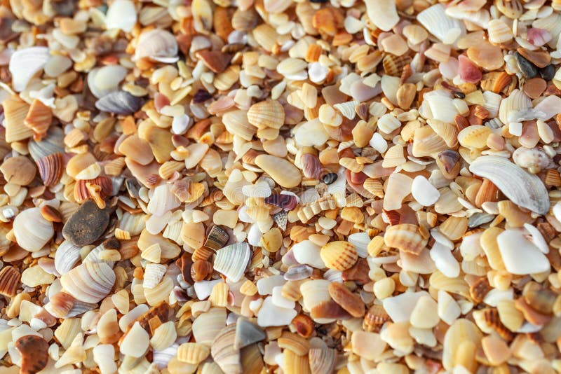 Sea pebbles stock image. Image of concepts, conch, multi - 31881757