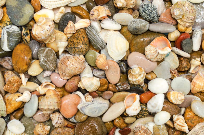 Sea pebbles and seashells stock image. Image of shell - 79962421