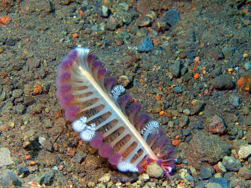 Sea pen stock image. Image of world, animal, water, coral - 46455329