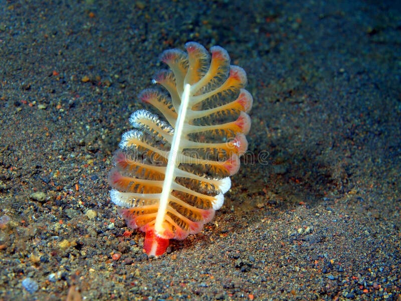 Sea pen stock image. Image of animal, underwater, ocean - 46498357