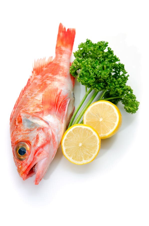 Sea perch stock photo. Image of animal, white, eating - 23123534