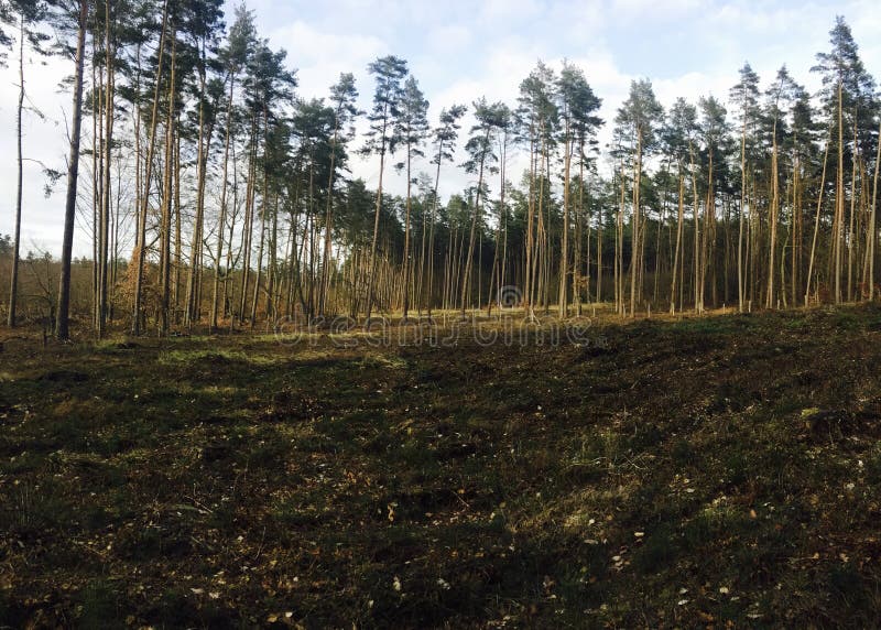 Sea Pier View from the Behind of the Trees Stock Image - Image of river ...