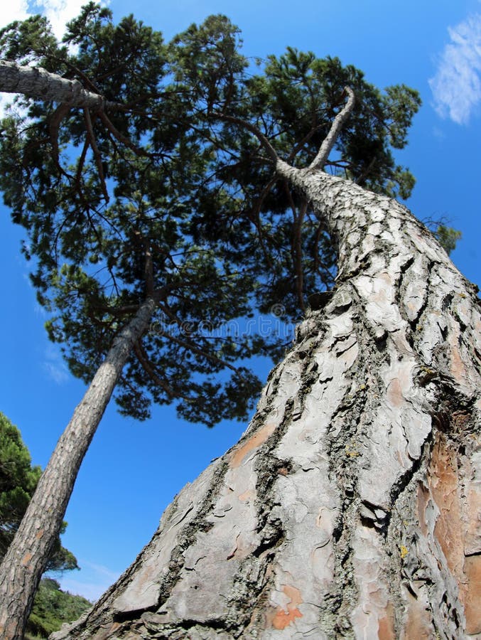 SEA PINE Type Trees with Wrinkled Bark Seen from Below in Summer Stock ...