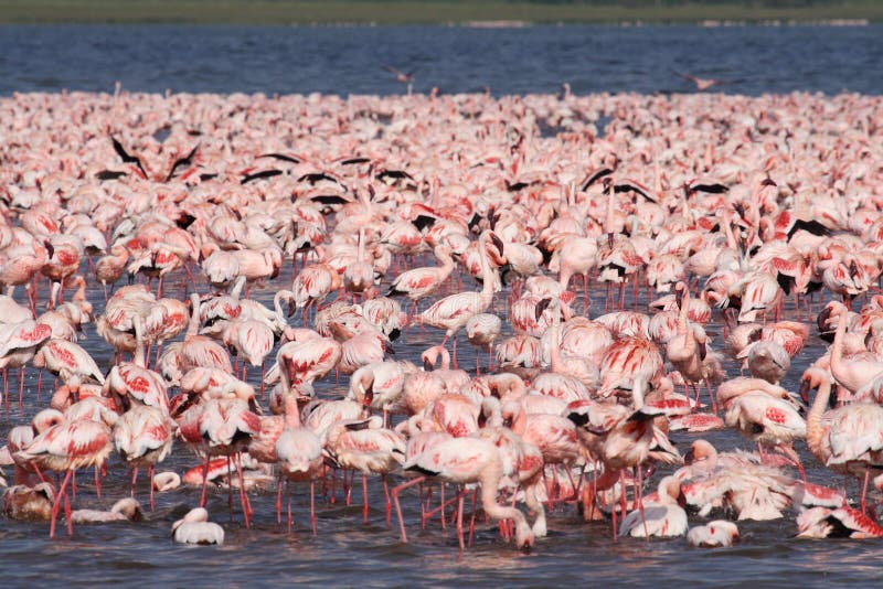 Sea of Pink Flamingos, Kenya Stock Photo - Image of east, valley: 13700914