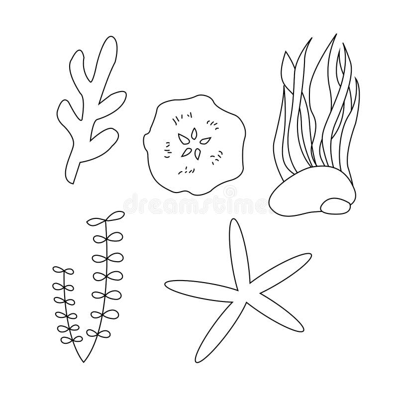 Sea Plants and Aquatic Marine Algae. Stock Vector - Illustration of plant, decoration: 262327146