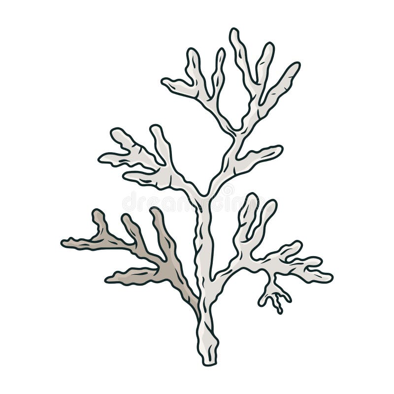 Sea Plants Seaweed Vector Hand Drawing Isolated Stock Vector ...