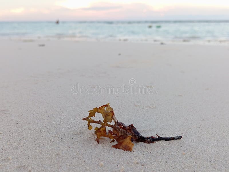 Sea ??plants Stranded on the Beach Stock Image - Image of white, ocean ...