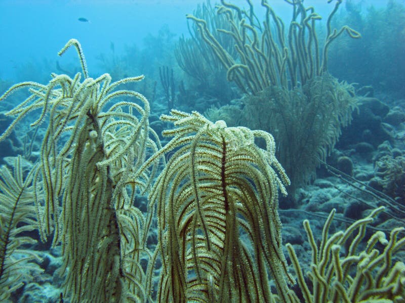 Sea plum stock image. Image of plums, diving, ocean, america - 24280819