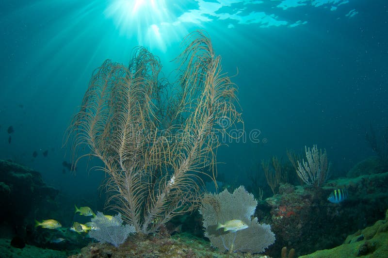 Sea Plume stock image. Image of plankton, florida, montastrea - 17632657