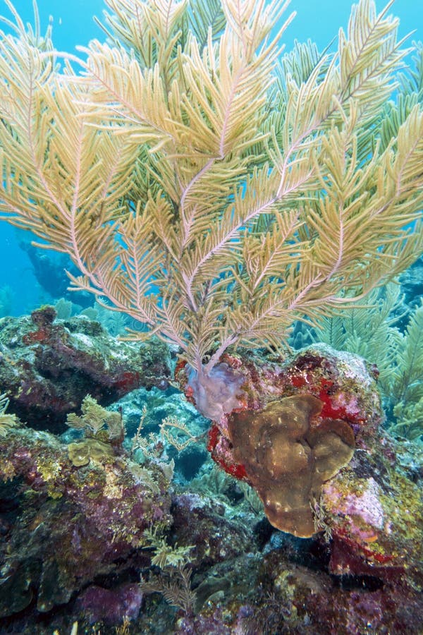 Sea plumes stock photo. Image of reef, america, marine - 43422282