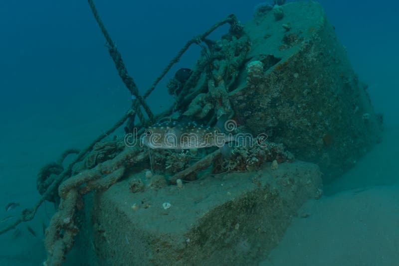 Sea Pollution in Metals Garbage in the Red Sea Stock Image - Image of ...