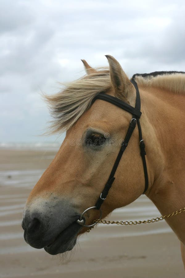 Sea portrait stock image. Image of water, spot, alive - 1070287