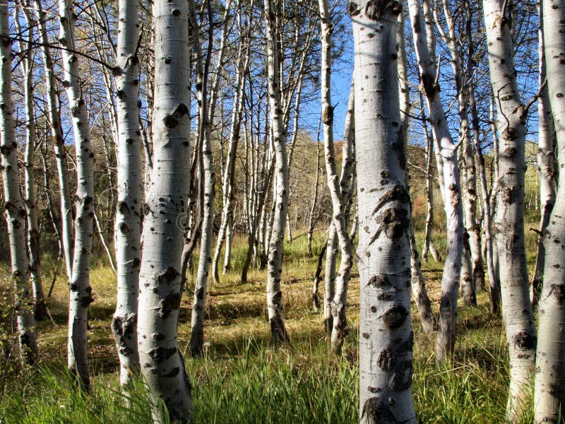Sea of quakies stock photo. Image of blue, closeup, aspen - 25758
