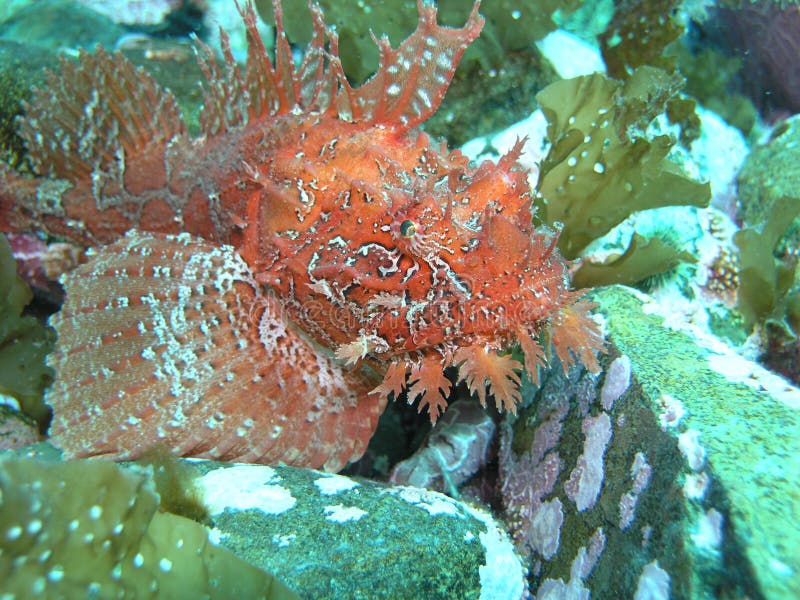 Sea raven 2 stock photo. Image of fish, nature, newfoundland - 1972614