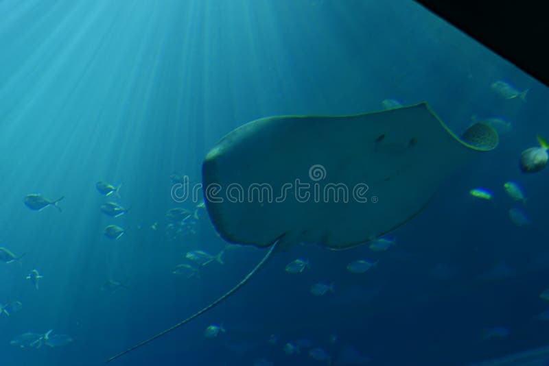 Sea ray in aquarium stock photo. Image of batoidea, cartilaginous ...