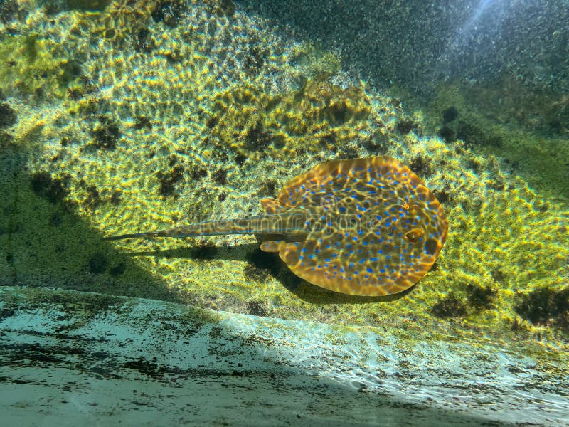 Sea Ray Stingray on a Bottom Floor Stock Photo - Image of bottom ...