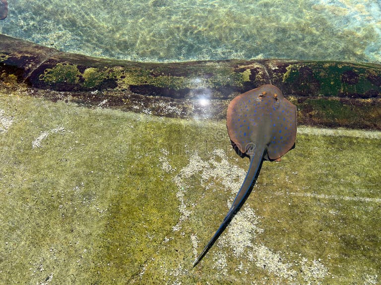 Sea Ray Stingray on a Bottom Floor Stock Image - Image of flat, outdoor ...
