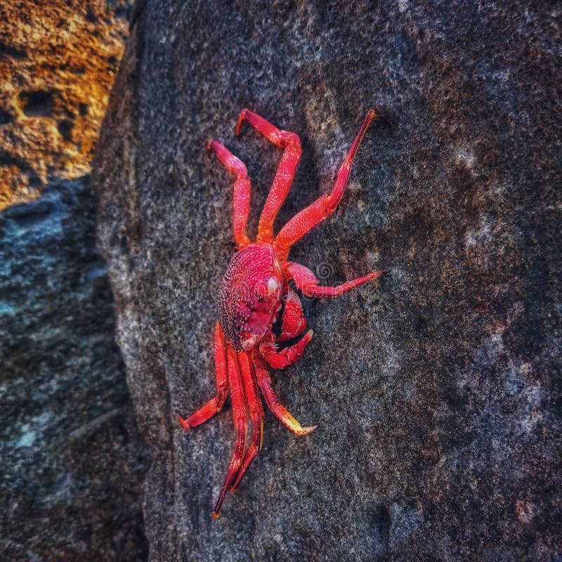 Sea red crab stock photo. Image of seaanimal, morning - 300892586