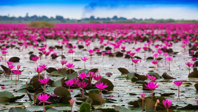 Sea of red lotus stock photo. Image of blue, reservoir - 51500580