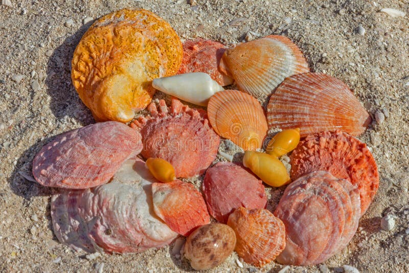 Sea Red Shells on the Sand Beach Stock Photo - Image of recreational ...