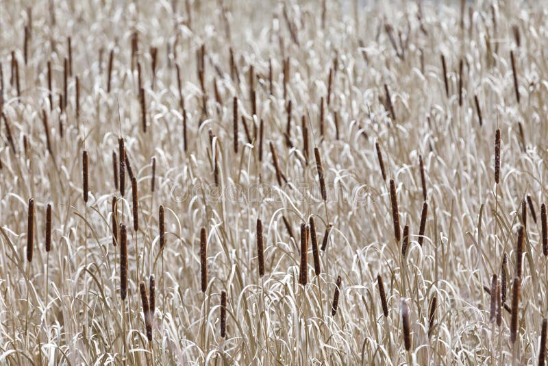 Sea of reed-mace in autumn stock photo. Image of cattail - 165146460