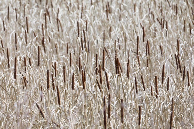 Sea of reed-mace in autumn stock photo. Image of background - 165146468