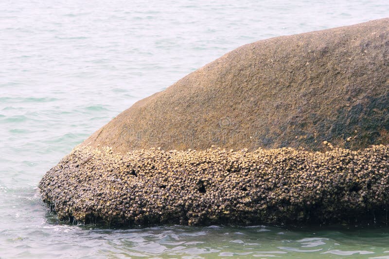 Sea reef stock photo. Image of pena, acorn, animals, marine - 39583648