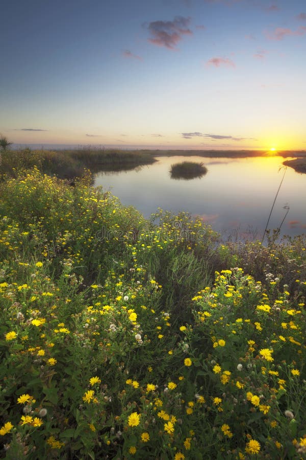 Sea Rim State Park stock image. Image of water, tranquil - 55997587