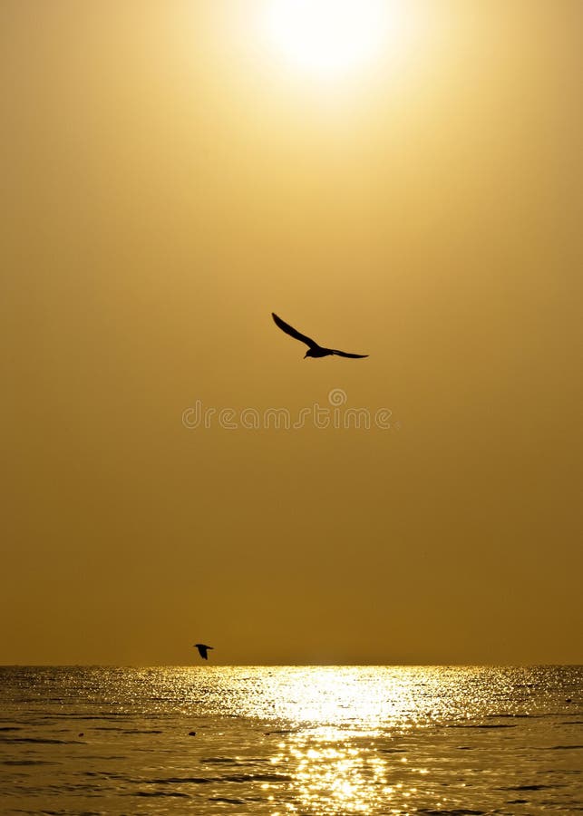 Sea on rise stock photo. Image of rise, background, solar - 8311772