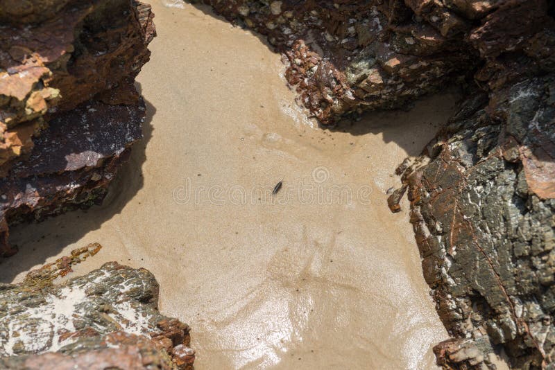 The Sea Roach Bug or Sea Slater Stock Image - Image of cancroid ...
