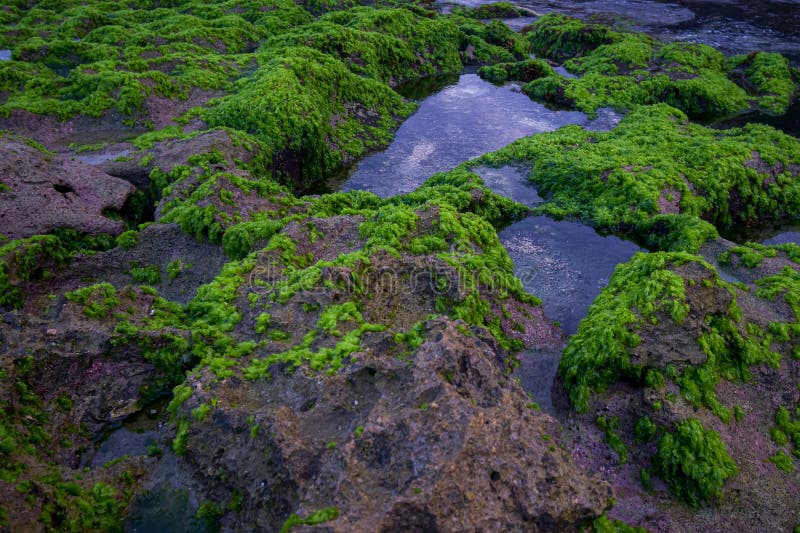 Sea Rock Moss Background, Green Moss Stock Photo - Image of moss ...