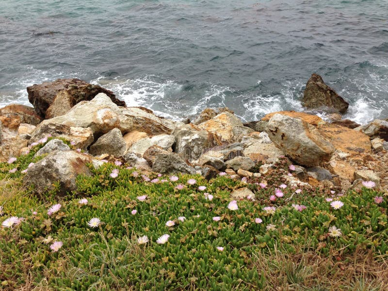 Sea-rock-plants Coexist Together Stock Image - Image of seaside ...