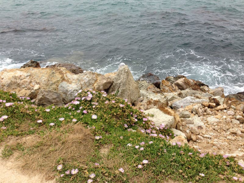 Sea-rock-plants Coexist Together Stock Photo - Image of aramoana ...