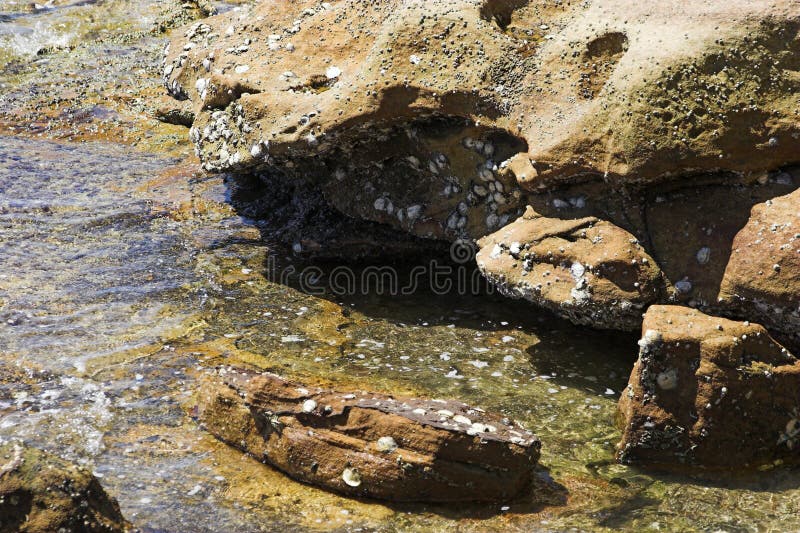 Sea Rocks stock image. Image of barnacles, encrusted, water - 280053