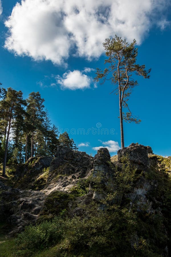 Sea of Rocks with Huge Rocks and High Trees Stock Image - Image of huge ...