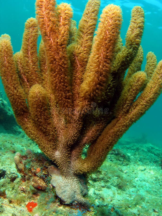 480 Sea Rod Coral Stock Photos - Free & Royalty-Free Stock Photos from ...