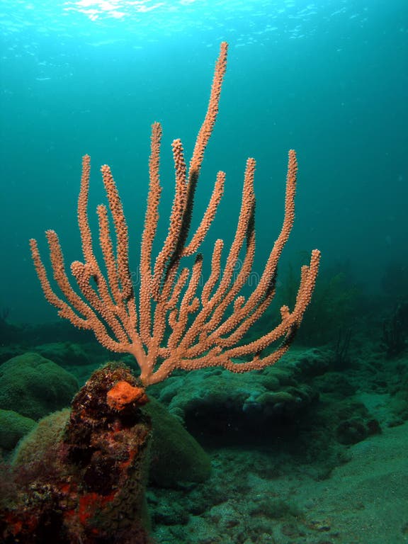 Sea Rod stock photo. Image of corals, ocean, reef, water - 9600034