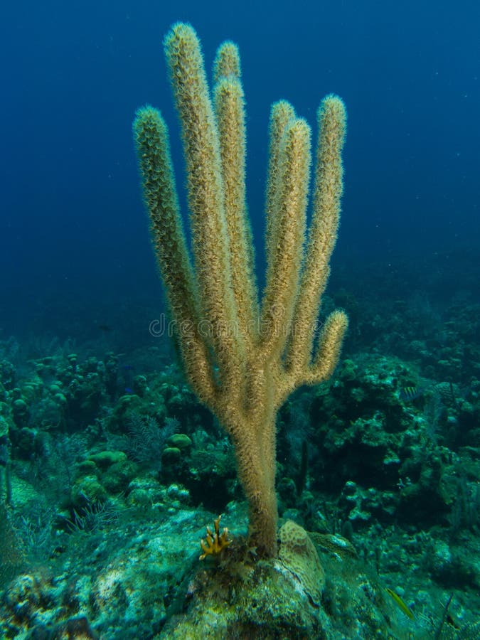 Sea slug stock photo. Image of biology, exotic, asia - 32053258